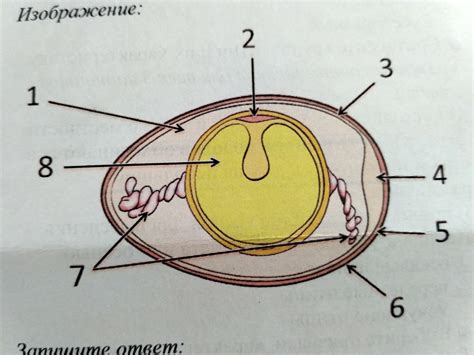 Какой цифрой обозначено на рисунке яйцо паразита