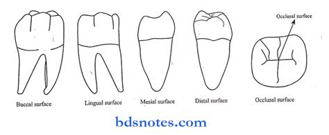 Permanent Mandibular Molars Question And Answers Bds Notes
