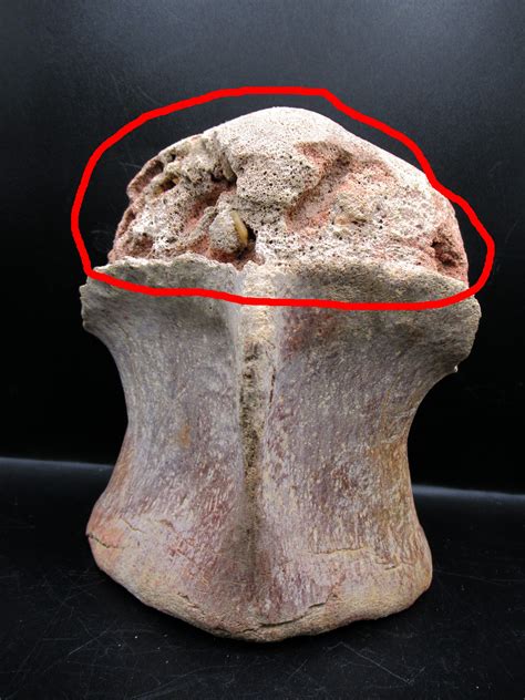 Sigilmassasaurus Dinosaur Vertebra 2 Fossils For Sale