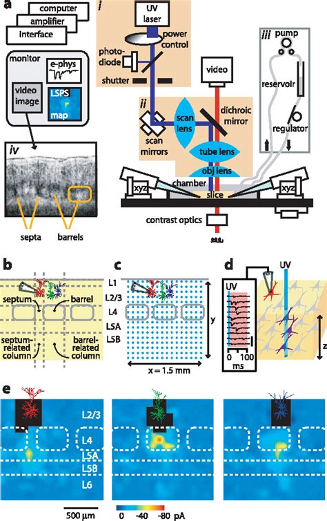 Figure 1 From Laminar And Columnar Organization Of Ascending Excitatory Projections To Layer 23