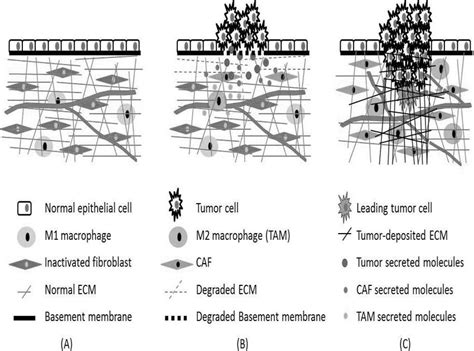 Structure And Composition Of The Ecm During Tumor Invasion A Normal Download Scientific