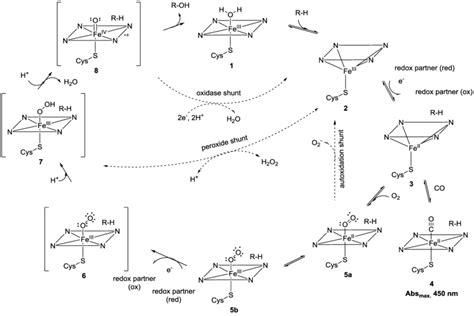5 Catalytic Cycle Of Cytochrome P450 Monooxygenases R H And R Oh