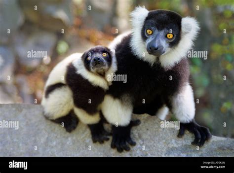 The Black And White Ruffed Lemur Varecia Variegata Is One Of The Two
