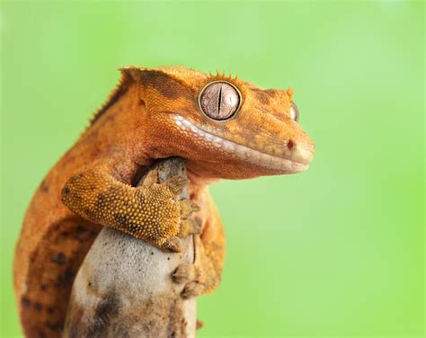 🔥 Free Download Crested Gecko Habitat Hd Wallpaper Background Image By