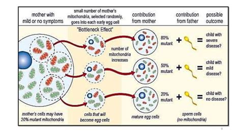 Mitochondrial Genes And Neurology Ppt
