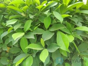 Gionee Elife E Review The All Rounder