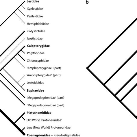 Pdf Phylogeny Classification And Taxonomy Of European Dragonflies