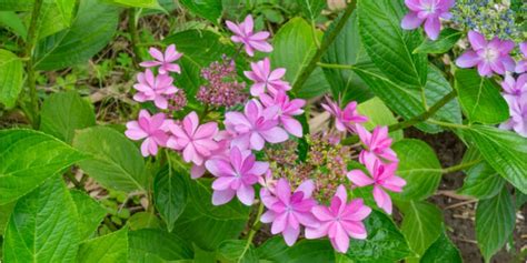 When And How To Prune Lacecap Hydrangeas In Uk