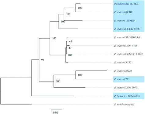 Maximum Likelihood Tree Obtained From A Concatenated Nucleotide