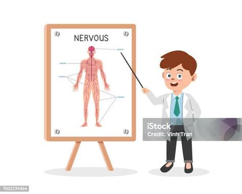 신경계 클립 아트 만화 스타일입니다 의학 세미나에서 인간 신경계를 소개하는 의사 플랫 벡터 삽화 뇌 척수 신경 의료 신경과 의사 회의 개념 감각 뉴런에 대한 스톡 벡터 아트