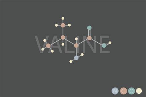 Valine Molecular Skeletal Chemical Formula 42648556 Vector Art At Vecteezy