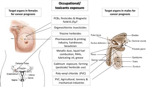 Target Reproductive Organs For Cancer Prognosis Due To Occupationally Download Scientific