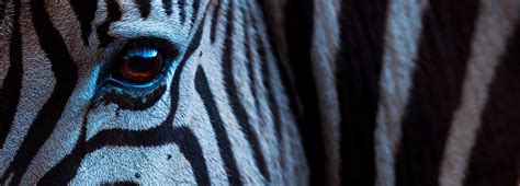 The Great Zebra Migration Bbc Earth