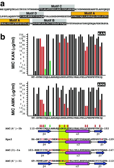 Mutagenesis Analysis Of A Conserved Region Involved In Acetyl Coenzyme