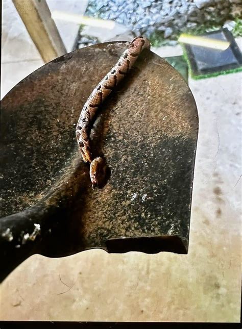 Snake Detection Object Detection Dataset V10 2023 08 18 1242am By