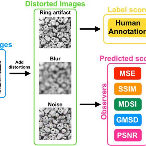 Detailed Structure Of Data Generation The Observers Are Some Fr Iqa Download Scientific