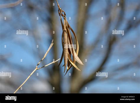 Large Tree Seed Pods Hi Res Stock Photography And Images Alamy