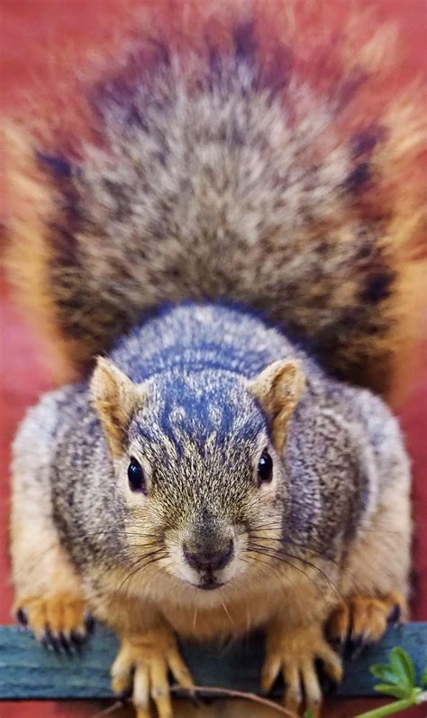 🔥 Squirrel 🔥 Scrolller