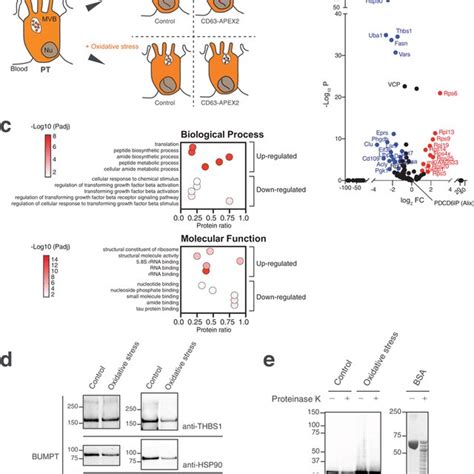 Indexing Of Protein Contents Of The Cd63‐apex2‐containing Exosomes In