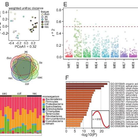 Microorganisms Of Different Intestinal Segments A Alpha Diversity
