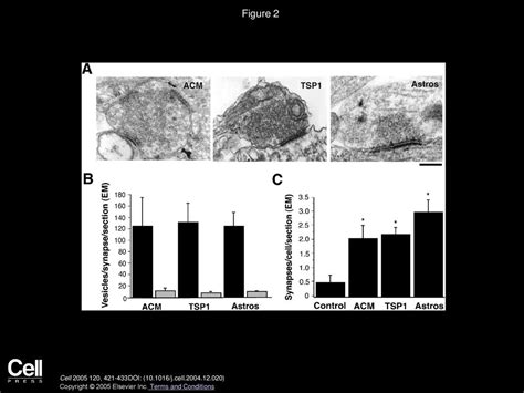 Volume 120 Issue 3 Pages February 2005 Ppt Download