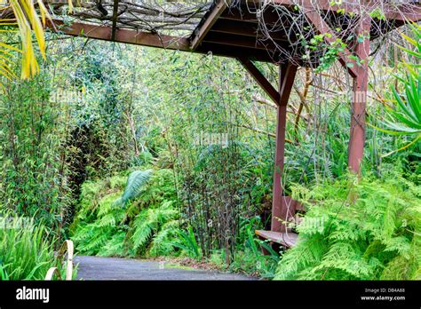 Kula Botanical Garden Maui Hawaii Covered Bridge Tropical Landscape