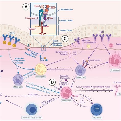 Illustration Of Igg And Ige Mediated Pathogenesis Of Bullous