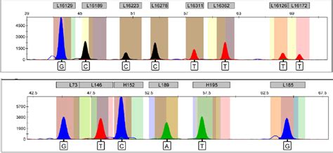 Mtdna Snp Typing Typing Of Sample 9 As An Example Of The Snps Panel Of Download Scientific