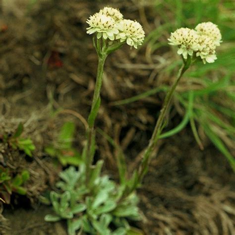 Кошачья лапка антеннария Любимые цветы