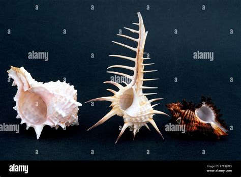 Three Species Of Rock Snails Shells From Left To Right Murex Bicolor