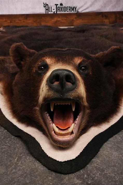Black Bear Taxidermy Rug Sku 2515 All Taxidermy