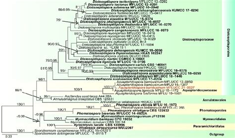 raxml tree based on analysis of combined lsu ssu its and tef1 a