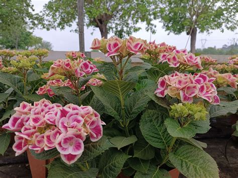 Hydrangea Macrophylla Red Ace