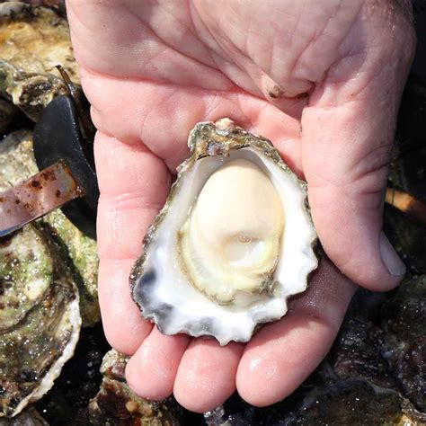 Oysters On The Sapphire Coast Nsw