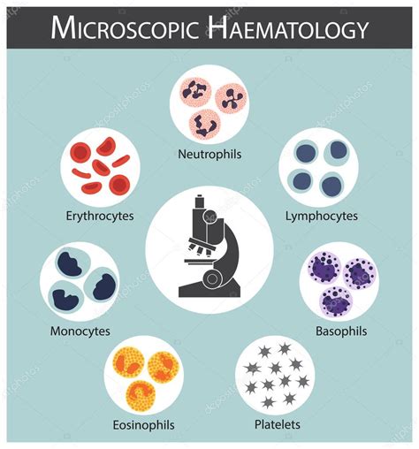 Hematología Microscópica Glóbulos Rojos Eritrocitos Glóbulos