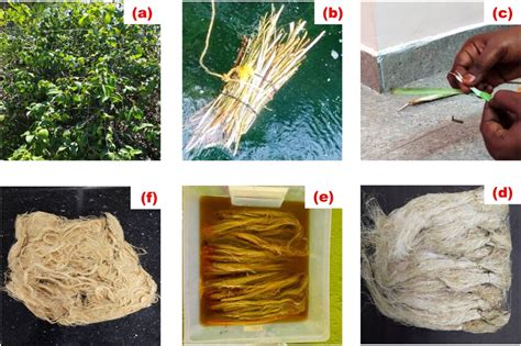 Fiber Extraction Process A Cg Plant B Retting Process C Cgf