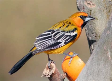 10 Types Of Orioles With Pictures And Identification