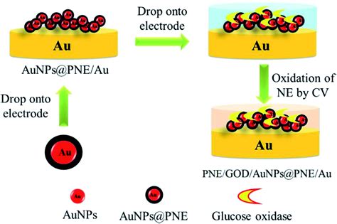 A Glucose Biosensor Based On The Immobilization Of Glucose Oxidase And Au Nanocomposites With