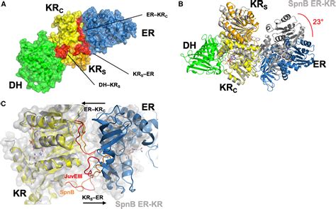 Structure Of A Modular Polyketide Synthase Reducing Region Structure