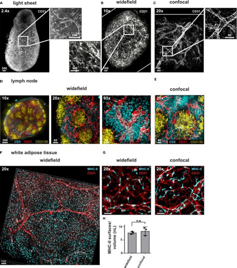 Efficient Tissue Clearing And Multi Organ Volumetric Imaging Enable Quantitative Visualization