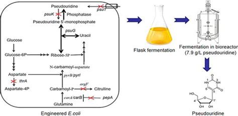 高效生产假尿苷的大肠杆菌代谢工程 Acs Omega X Mol