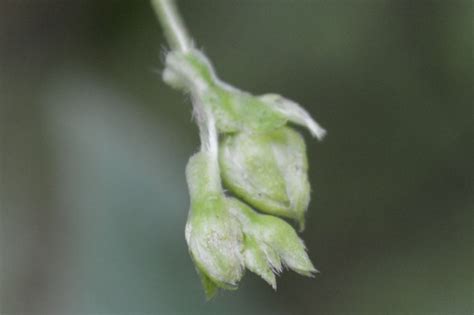 Vigna Angularis Eflora Of India