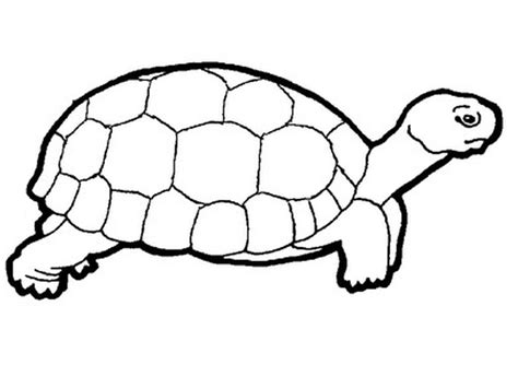 Tortoise Coloring Pages Coloring Home