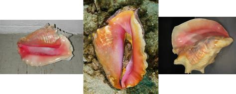 What Makes Conch An Aphrodisiac Sale Online Centralcountiesservices Org
