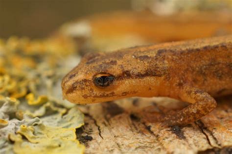 Closeup On A Terrestrial Common European Smooth Newt Lissotriton Vulgaris Vulgaris Stock Image