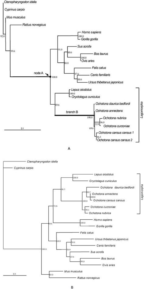 maximum likelihood tree of the ob gene and mitochondrial cytochrome b