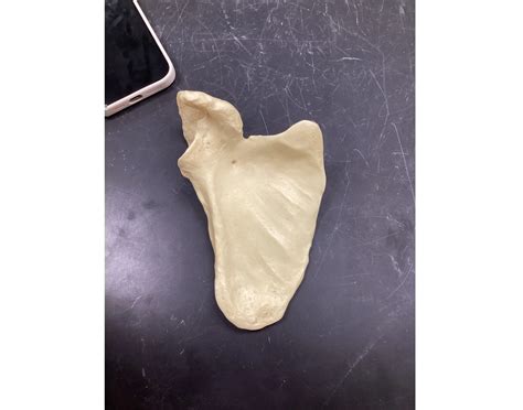 Scapula Right Inferior View Quiz