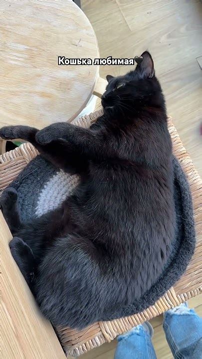 #тьмаленькость #cats #catshorts #catvideos #котикошка #кошка #blackcat ...