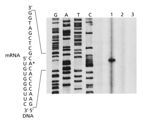 Mapping Of The Erp Transcriptional Start Site By Primer Extension Using