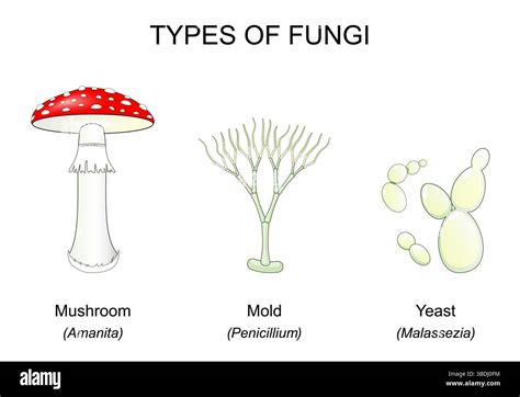 Multicellular Fungi
